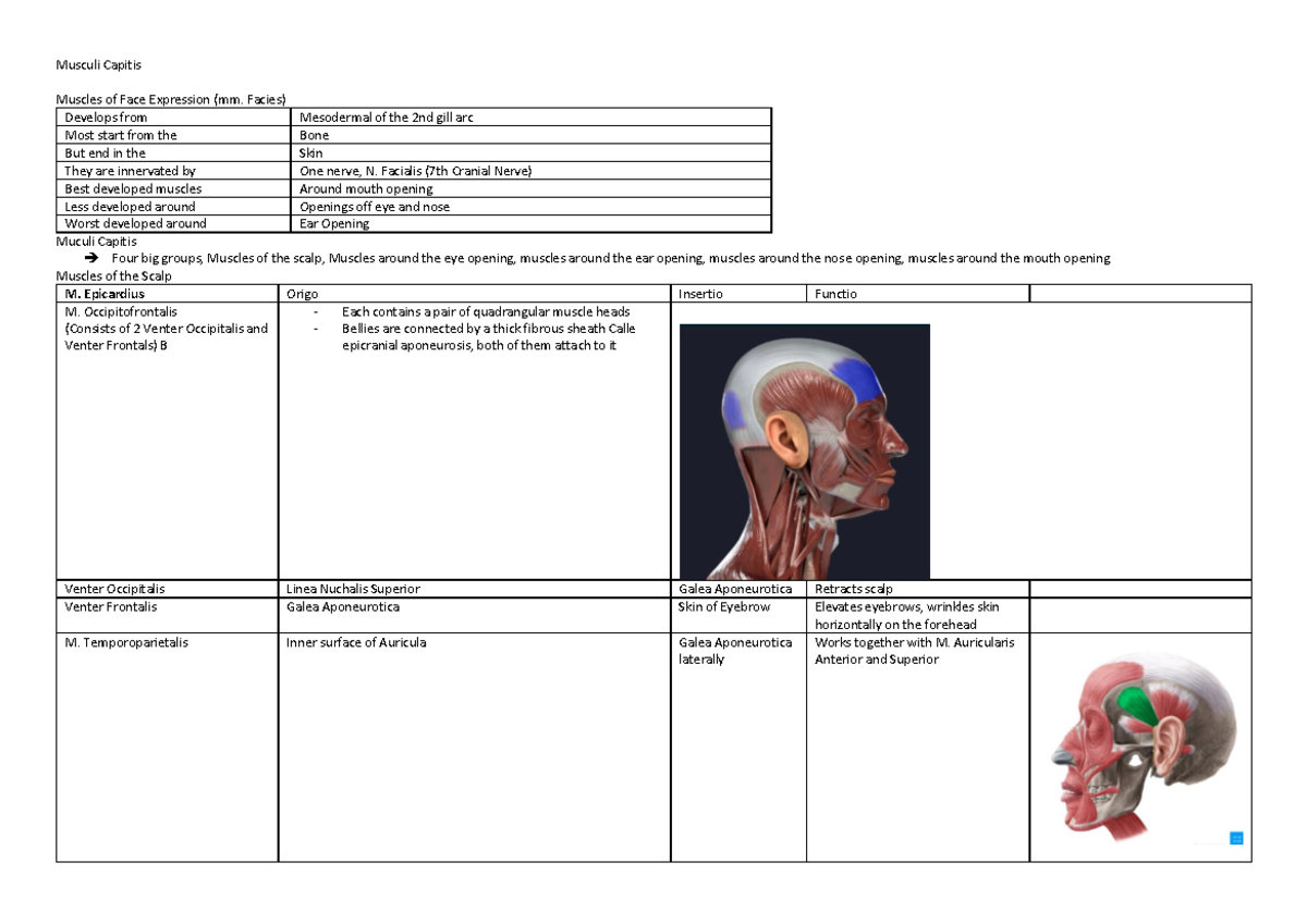 Head and Neck Muscles - Musculi Capitis Muscles of Face Expression (mm ...
