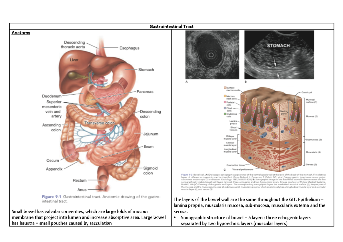 MEDS12002 10. Gastrointestinal Tract - Gastrointestinal Tract Anatomy ...