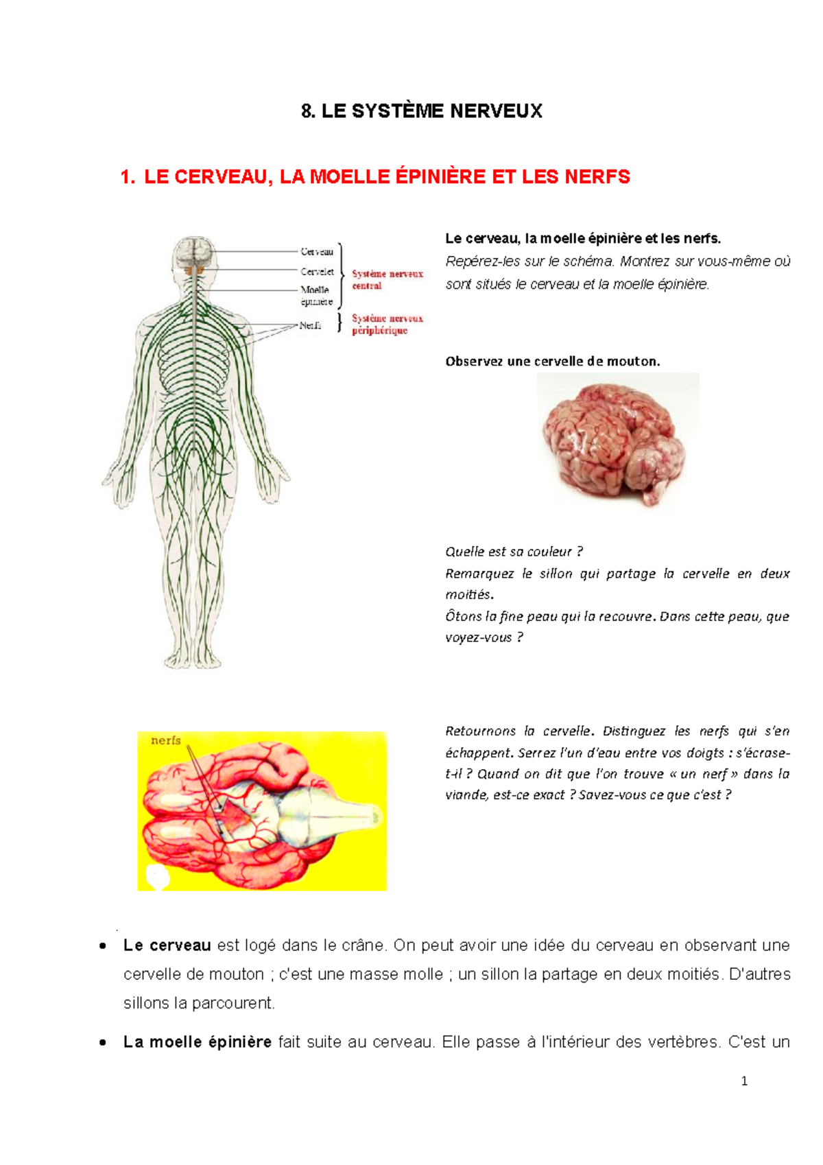Biology courses - 8. LE NERVEUX 1. LE CERVEAU, LA MOELLE ET LES NERFS ...