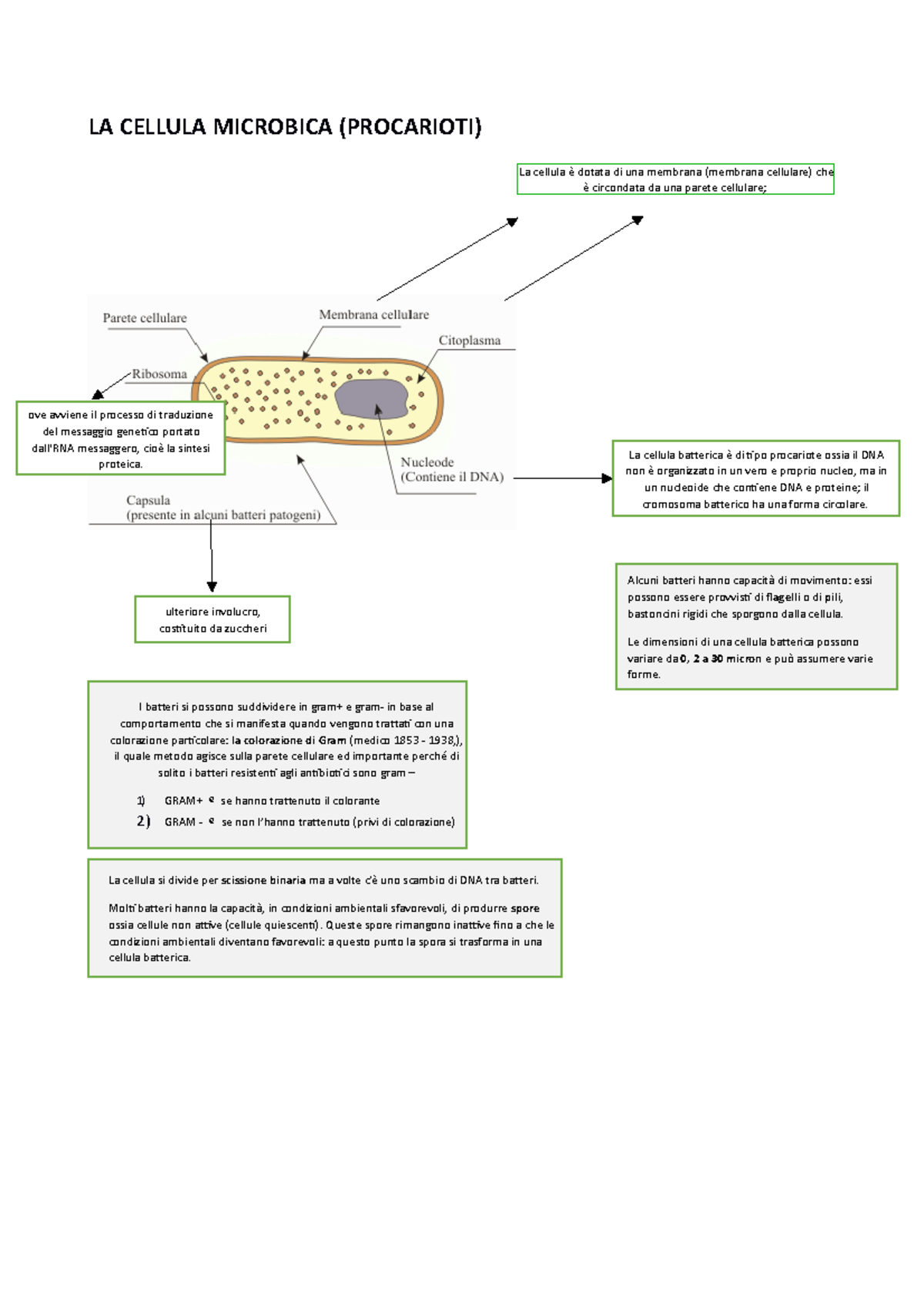 MICROBIOLOGIA PETRUCCIOLI - LA CELLULA MICROBICA (PROCARIOTI) La ...