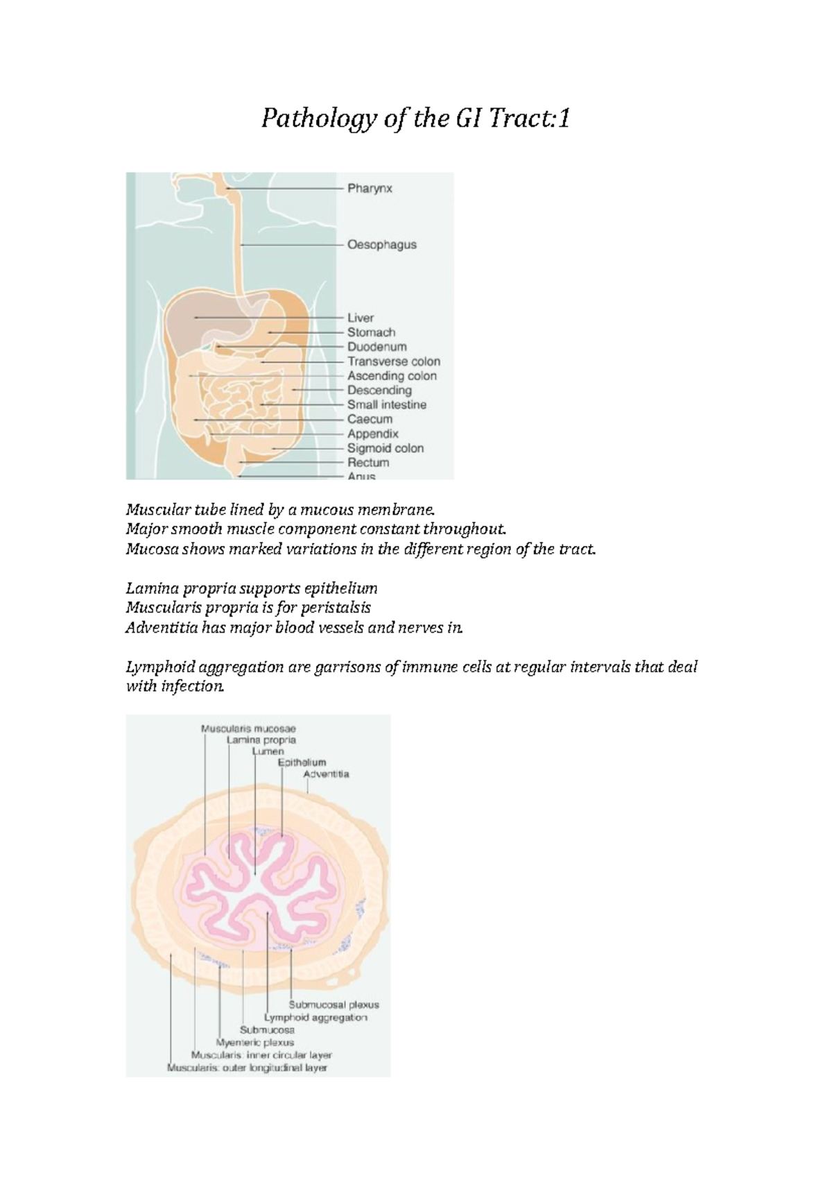 Pathology of the GI Tract - Pathology of the GI Tract: Muscular tube ...