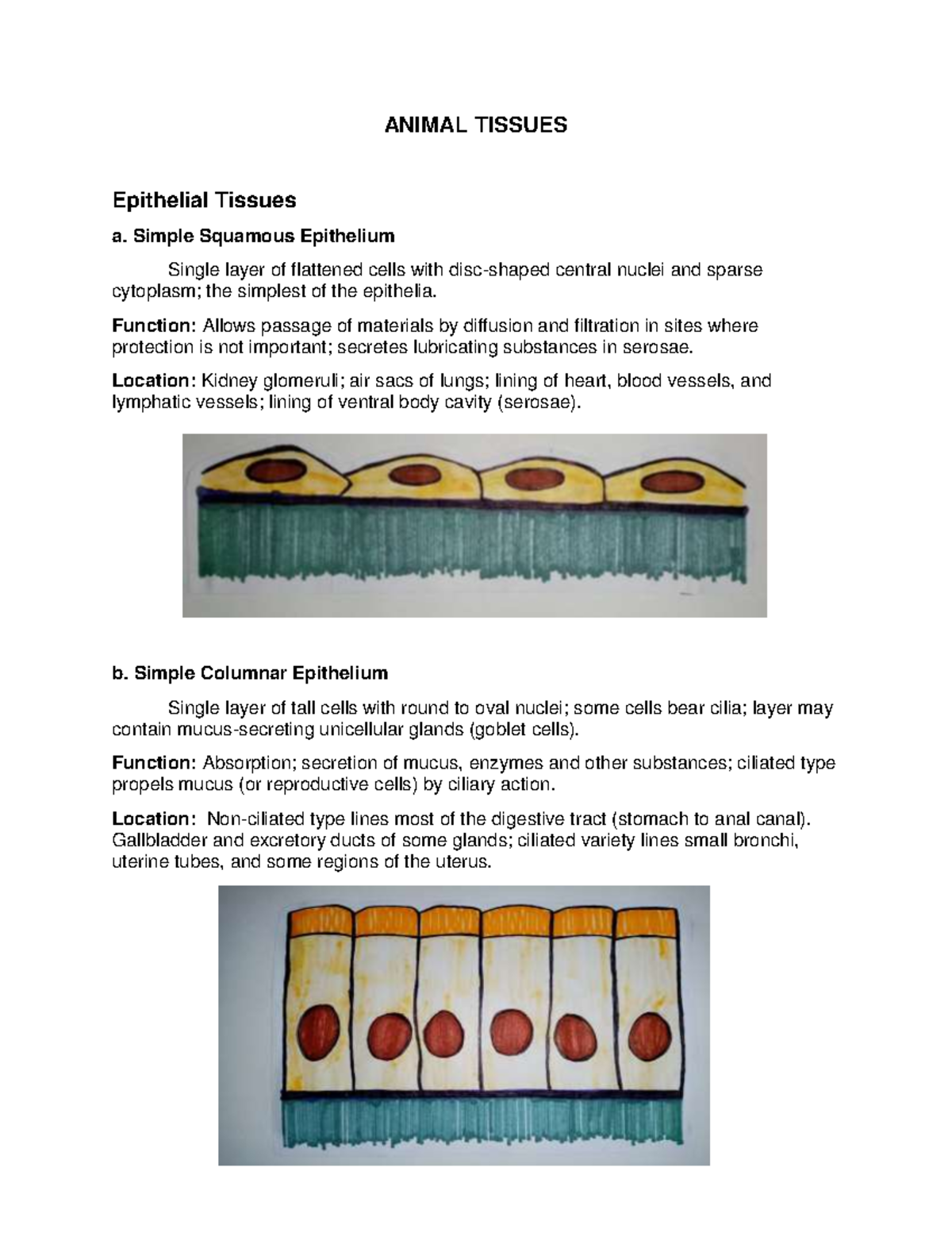 Animal Tissues - activity - ANIMAL TISSUES Epithelial Tissues a. Simple ...