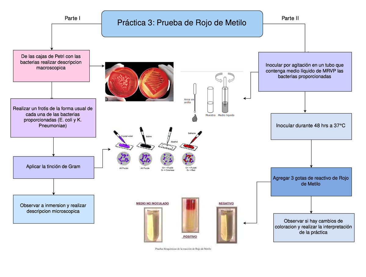 Pr3 - Pr3 - Práctica 3: Prueba de Rojo de Metilo Inocular por agitación en un tubo que contenga ...