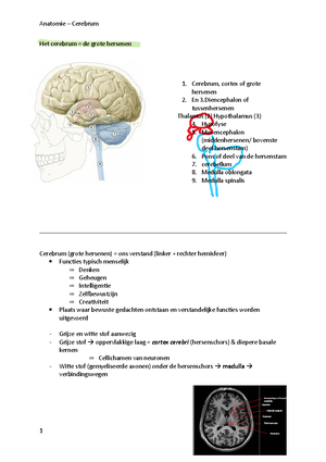 Samenvatting anatomie - Indeling van het zenuwweefsel 3 delen van het ...