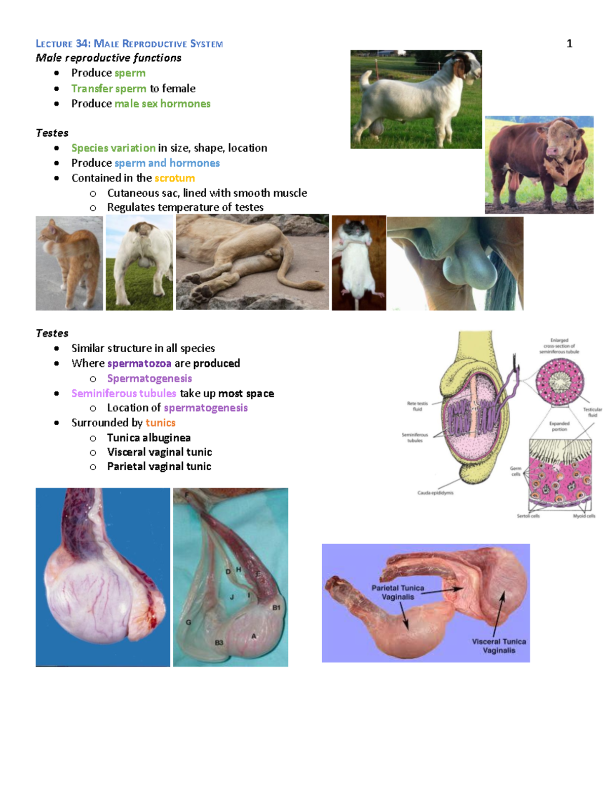 Lecture 34 Male Reproductive System Male Reproductive Functions