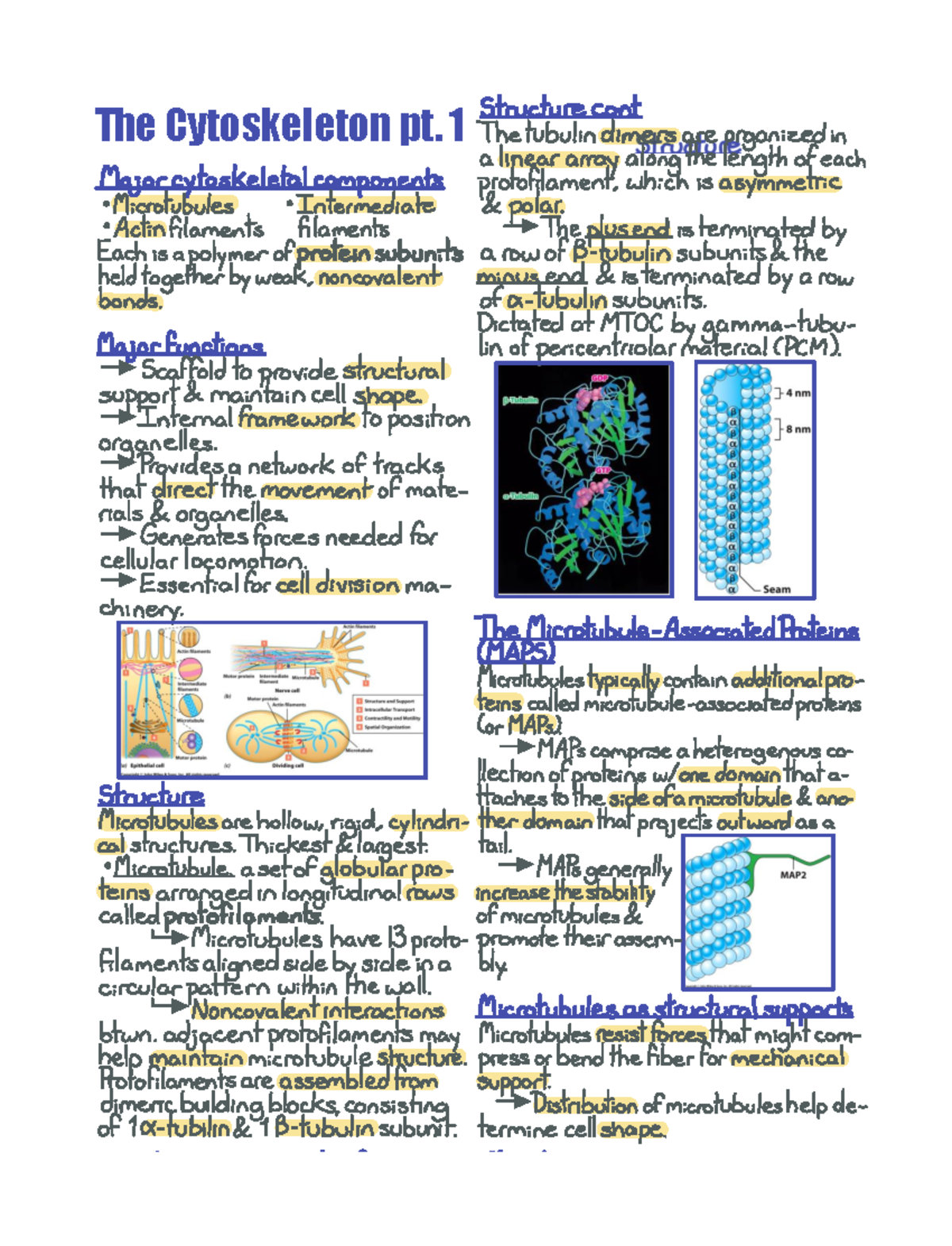 The Cytoskeleton pt. 1 - 1 Thetuloulindimersareorganizedin ...