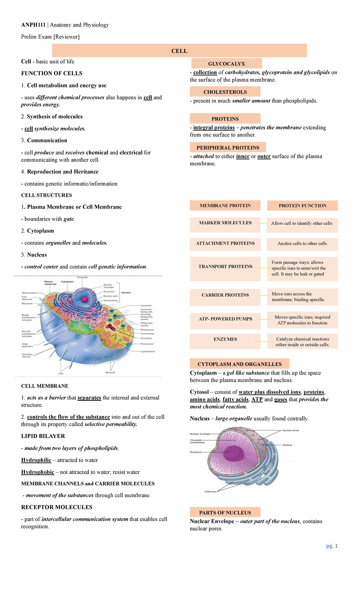 Anaphy- Prelim- Reviewer - ANPH111 | Anatomy and Physiology Prelim Exam [Reviewer] Cell - basic ...