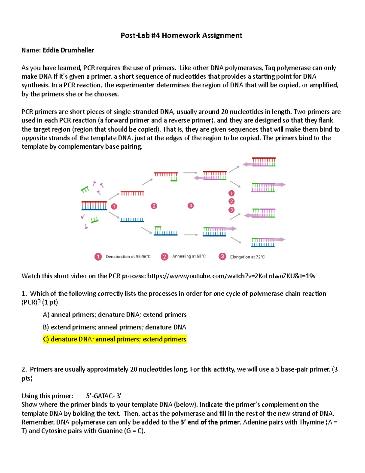 Post Lab #4 Homework - Like other DNA polymerases, Taq polymerase can ...