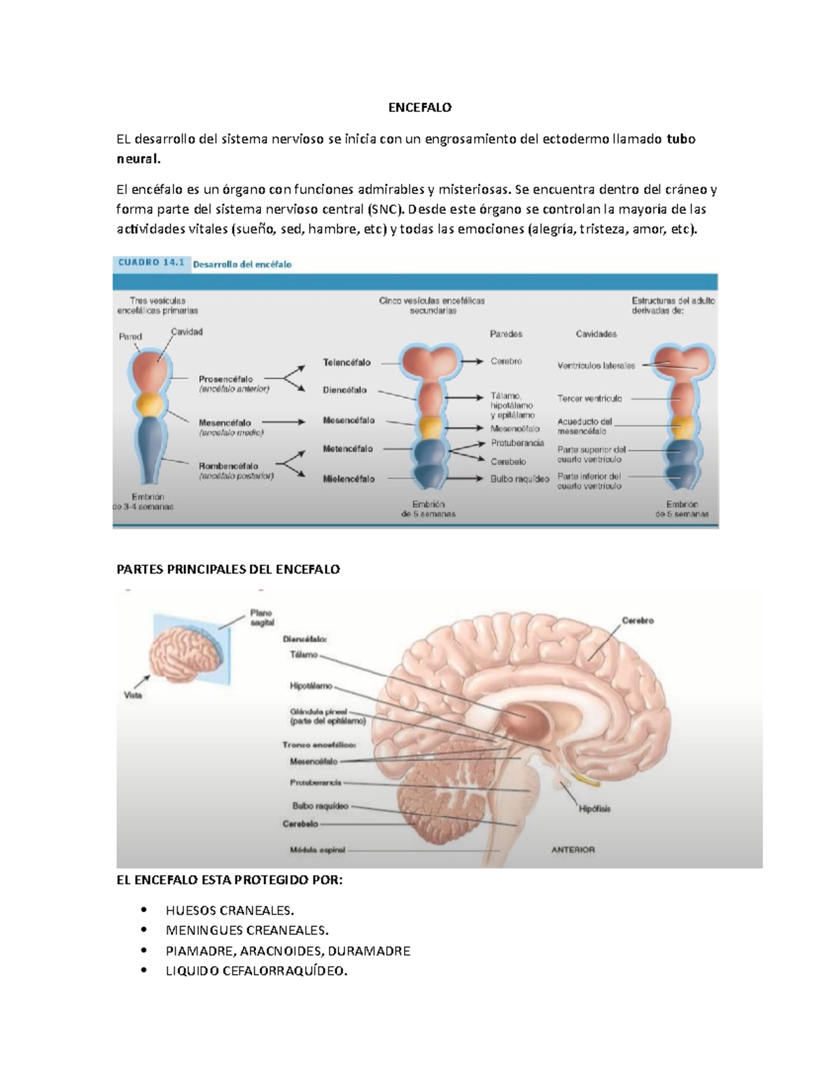 Encefalo - Apuntes - ENCEFALO EL desarrollo del sistema nervioso se ...