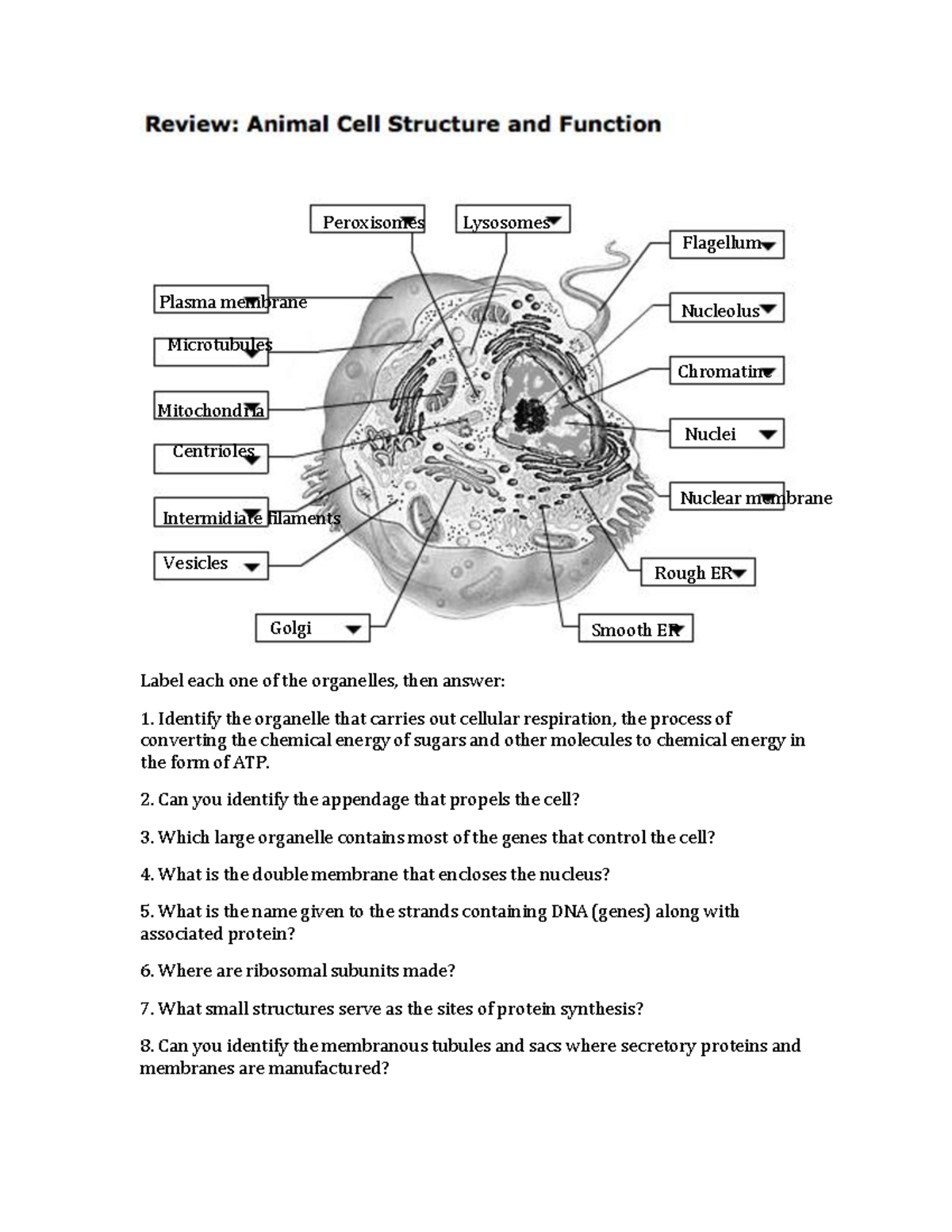 Animal cell homework key - Label each one of the organelles, then ...