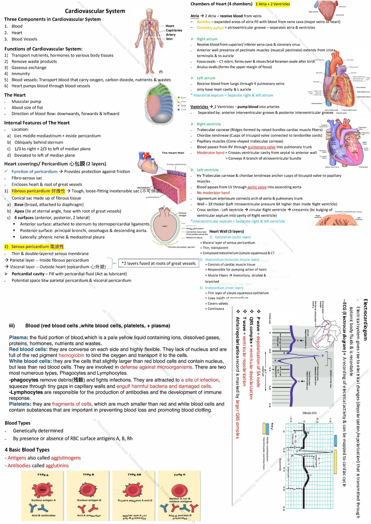 Anatomy - Cardiovascular System Three Components in Cardiovascular ...