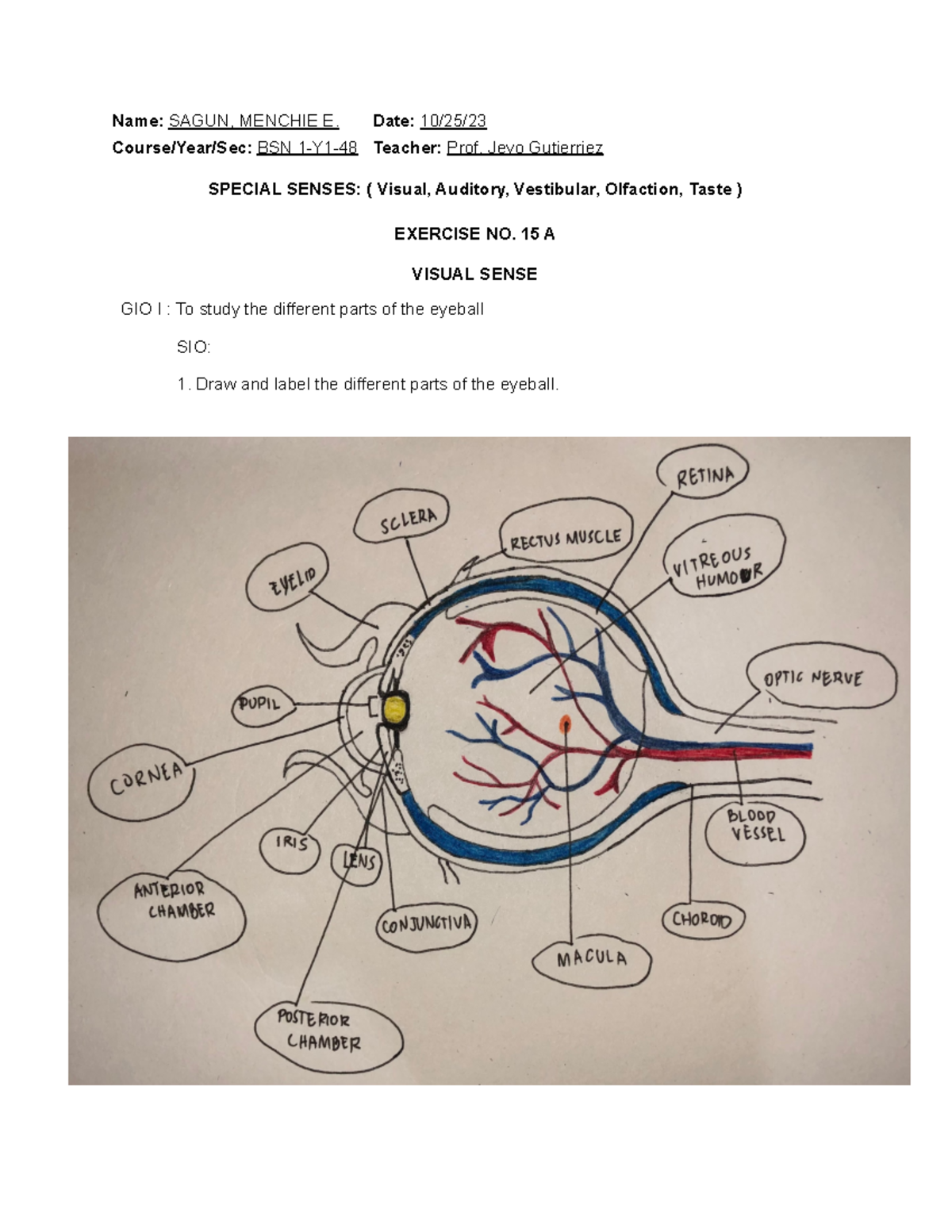 LAB Exercise Special Senses - Name: SAGUN, MENCHIE E. Date: 10/25 ...