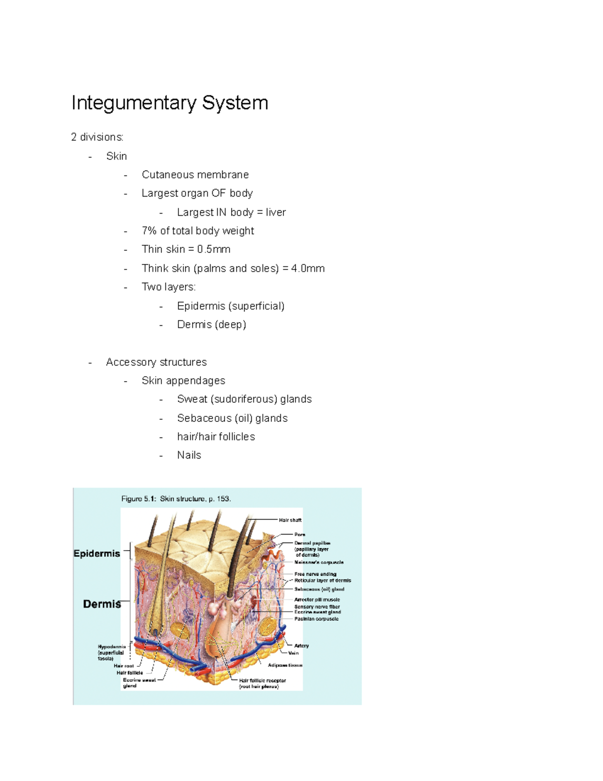 Bsci201 Exam 2 Review - All lecture material of Integumentary System ...