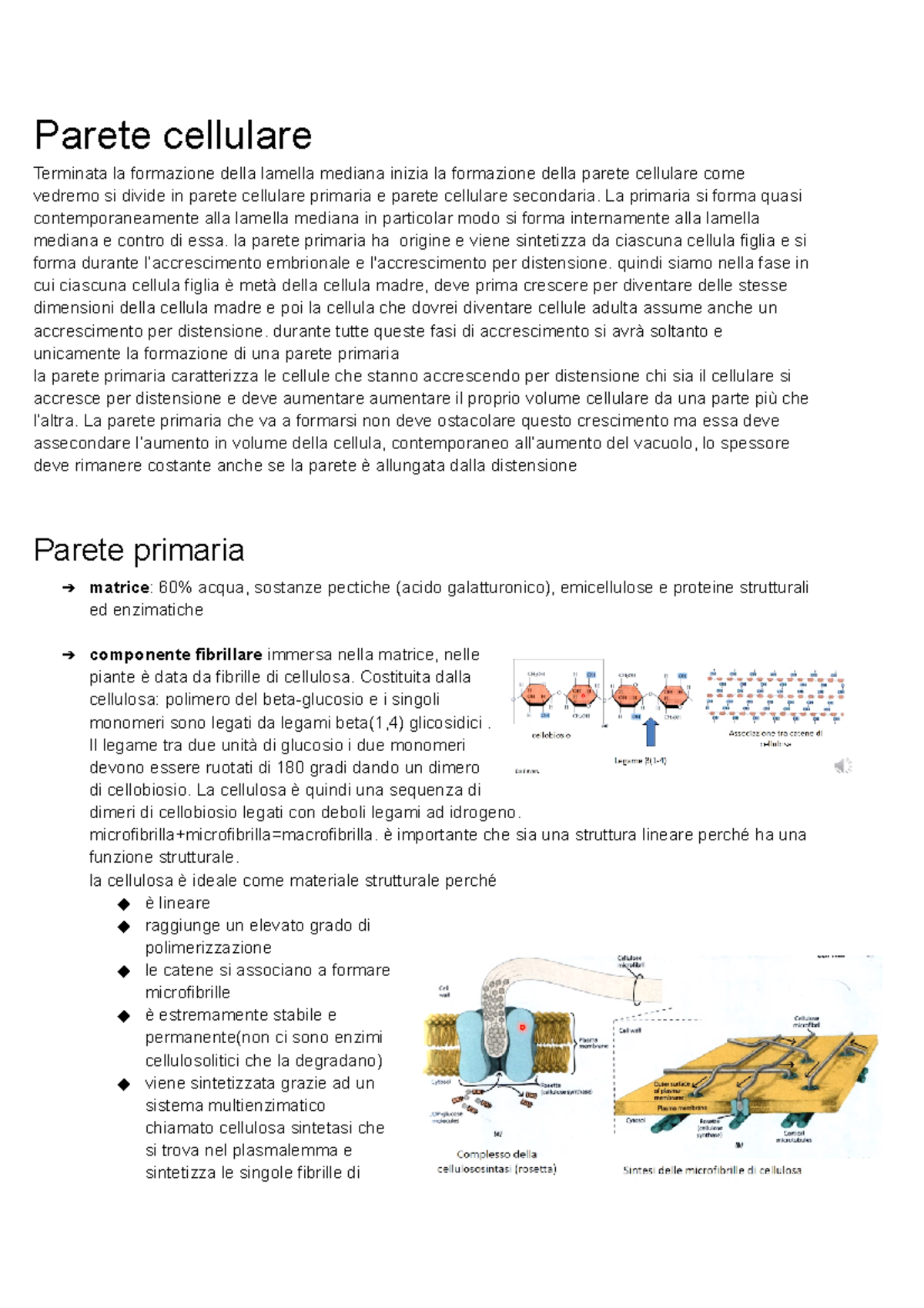Botanica 4 - appunti lezione - Parete cellulare Terminata la formazione ...