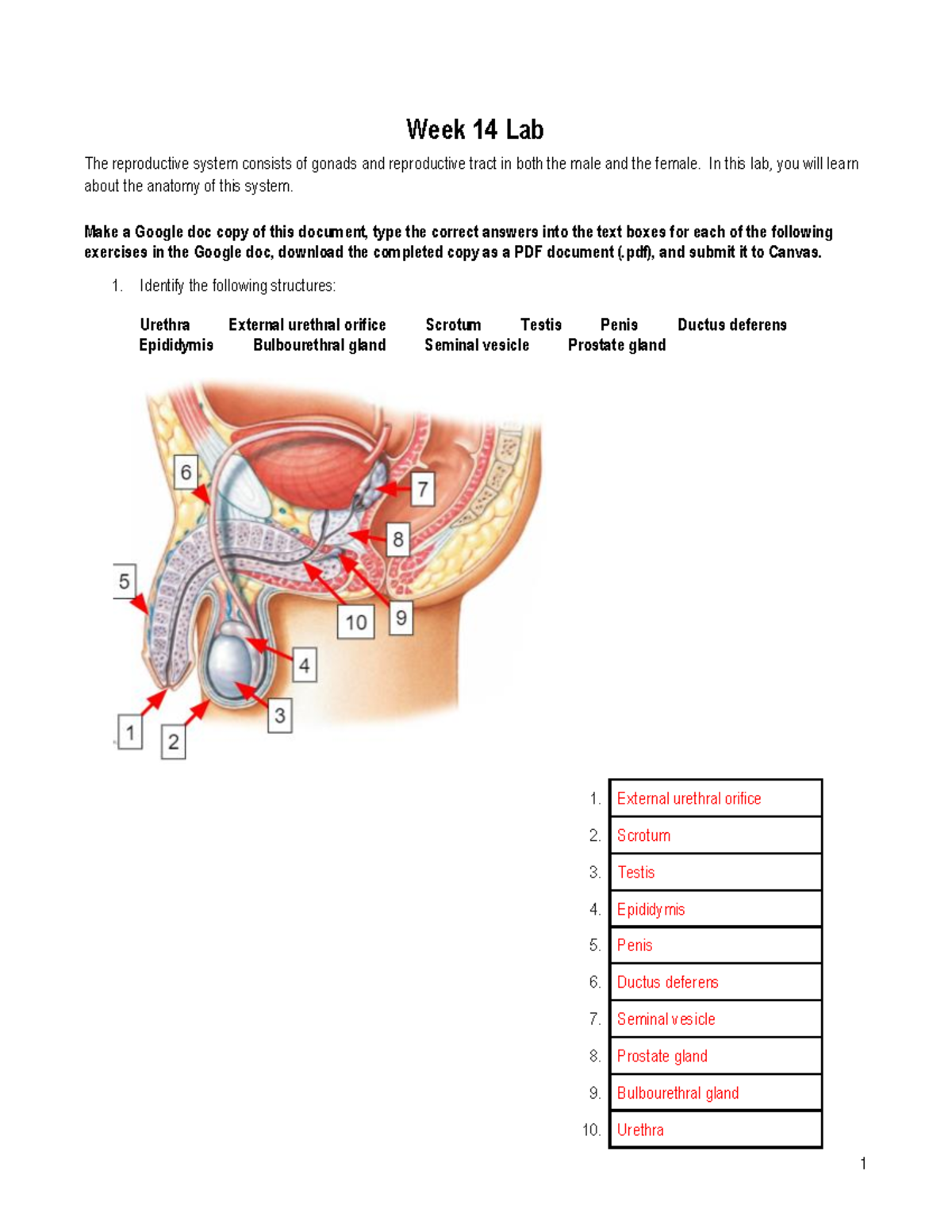 Week 14 Lab Answers Week 14 Lab The Reproductive System Consists Of Gonads And Reproductive 