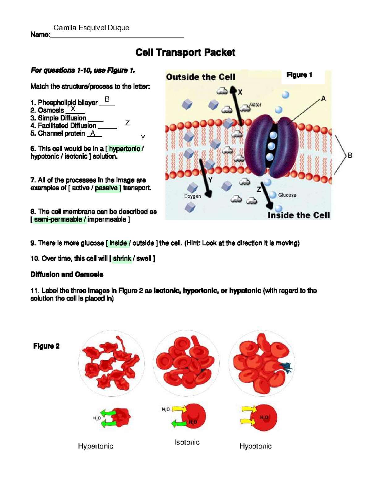 Cell transport worksheet - Camila Esquivel Duque B A Z Y X Hypertonic ...