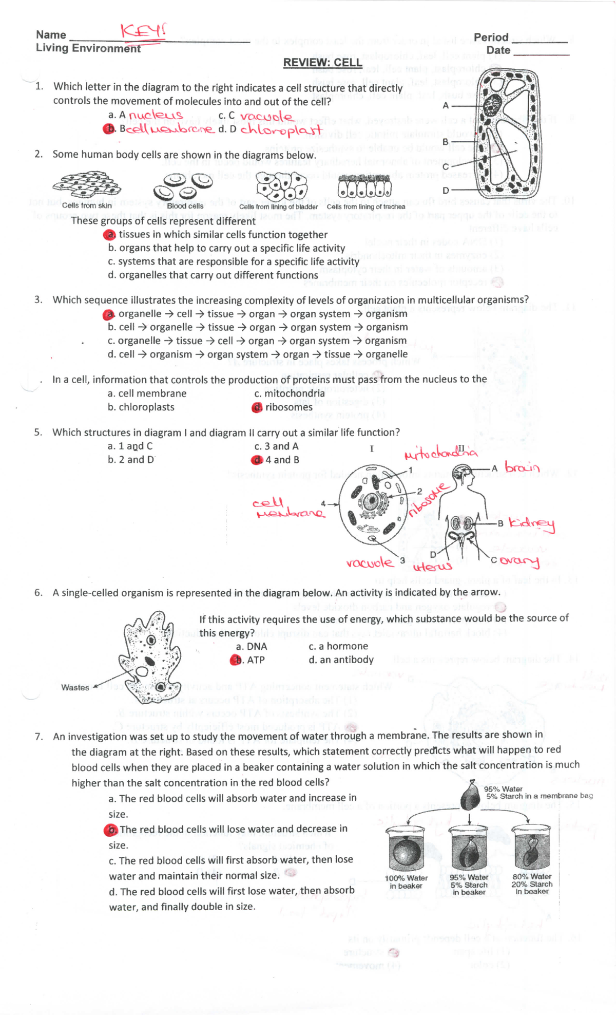 Cell Review Answer Key - Studocu