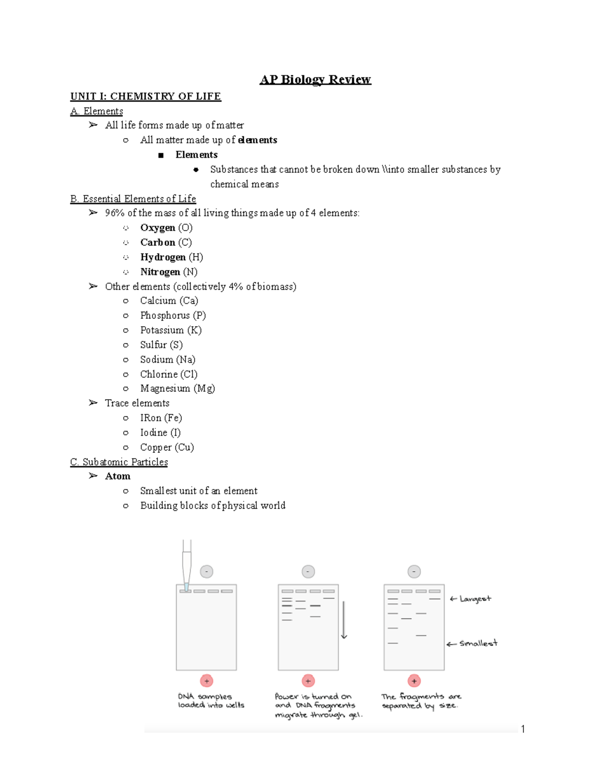 AP Biology Review Packet - AP Biology Review UNIT I: CHEMISTRY OF LIFE ...