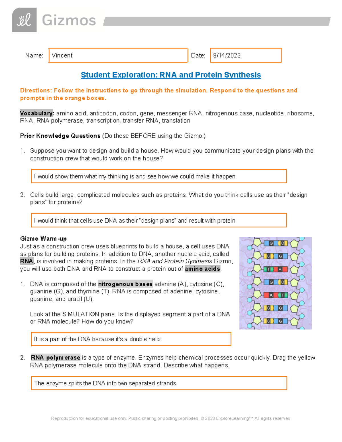 RNAProtein Synthesis SE - Name: Vincent Date: 9/14/ Student Exploration ...