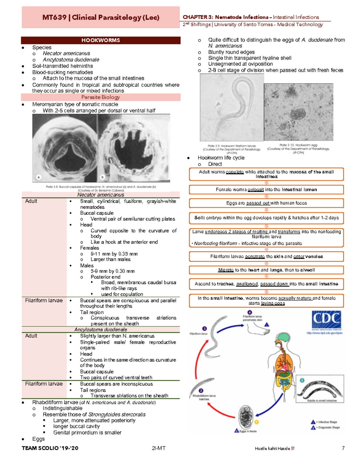 PARA Lec 3 Nematode Infections - Intestinal Nematodes (Arial)-7-9 ...