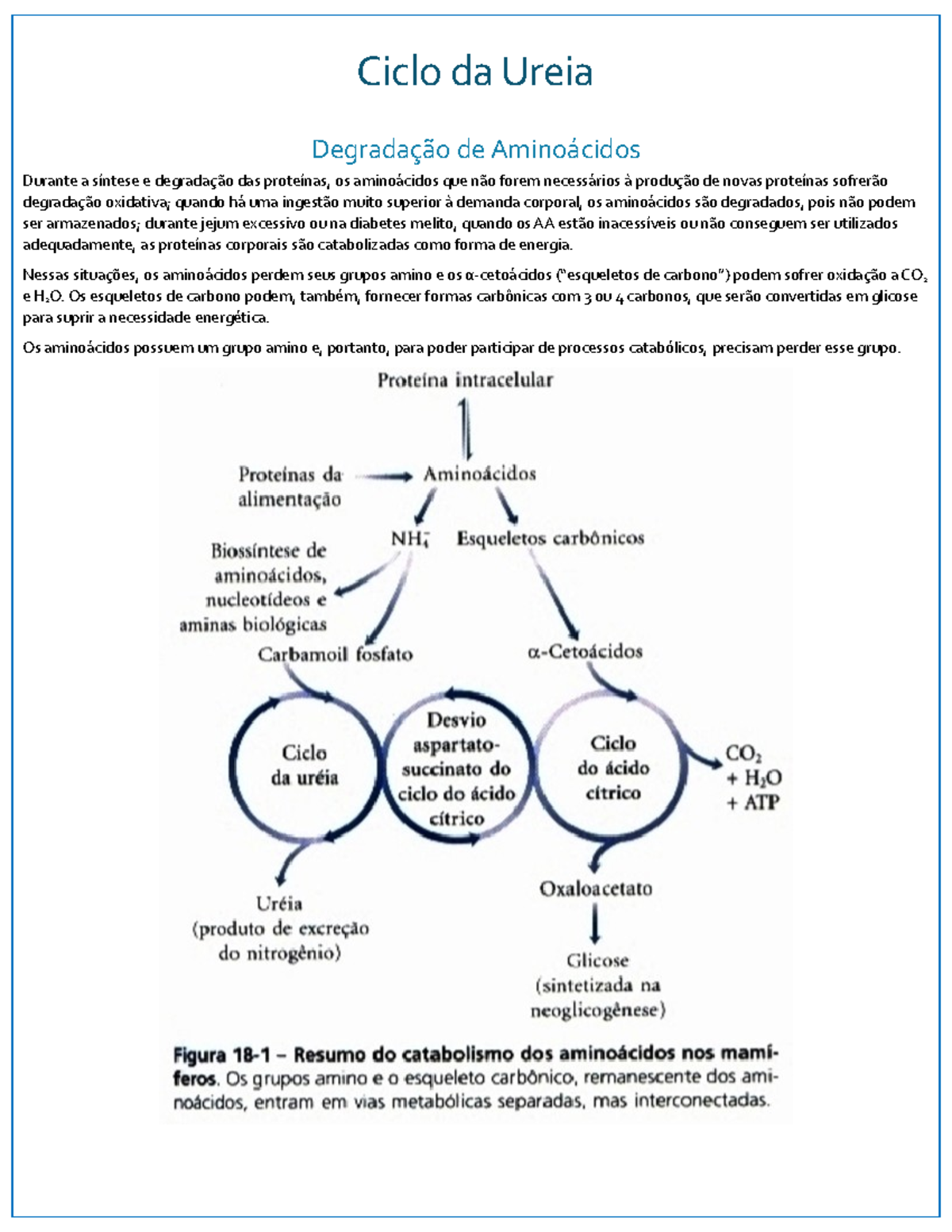Ciclo Da Ureia Resumo - FDPLEARN