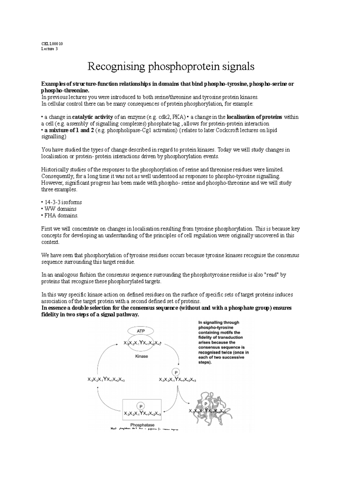 Lecture 3 - CELL Lecture 3 Recognising phosphoprotein signals Examples ...