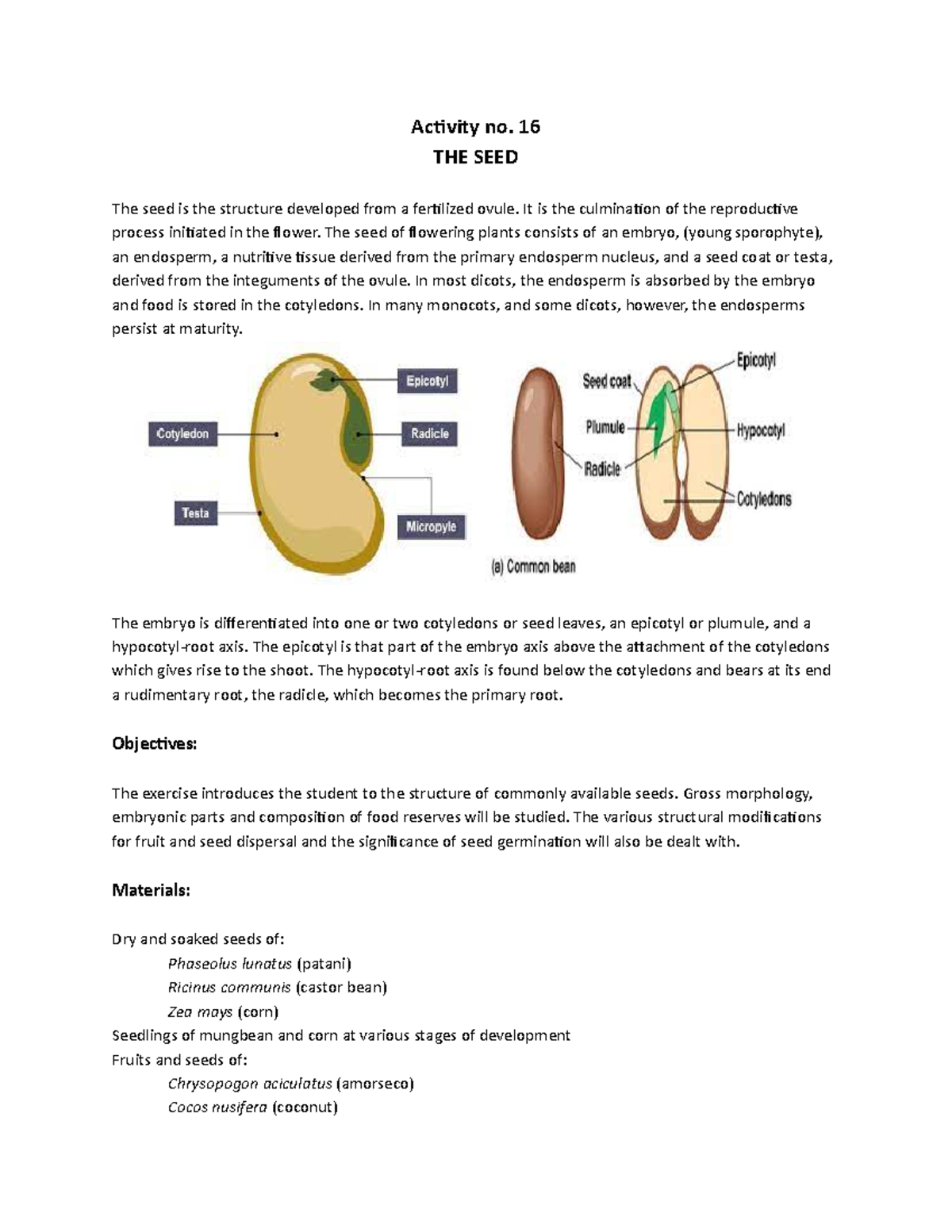 Activity no. 16 the seed - Activity no. 16 THE SEED The seed is the ...