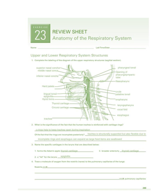 Exercise 27 Anatomy of the Reproductive System - USM - Studocu