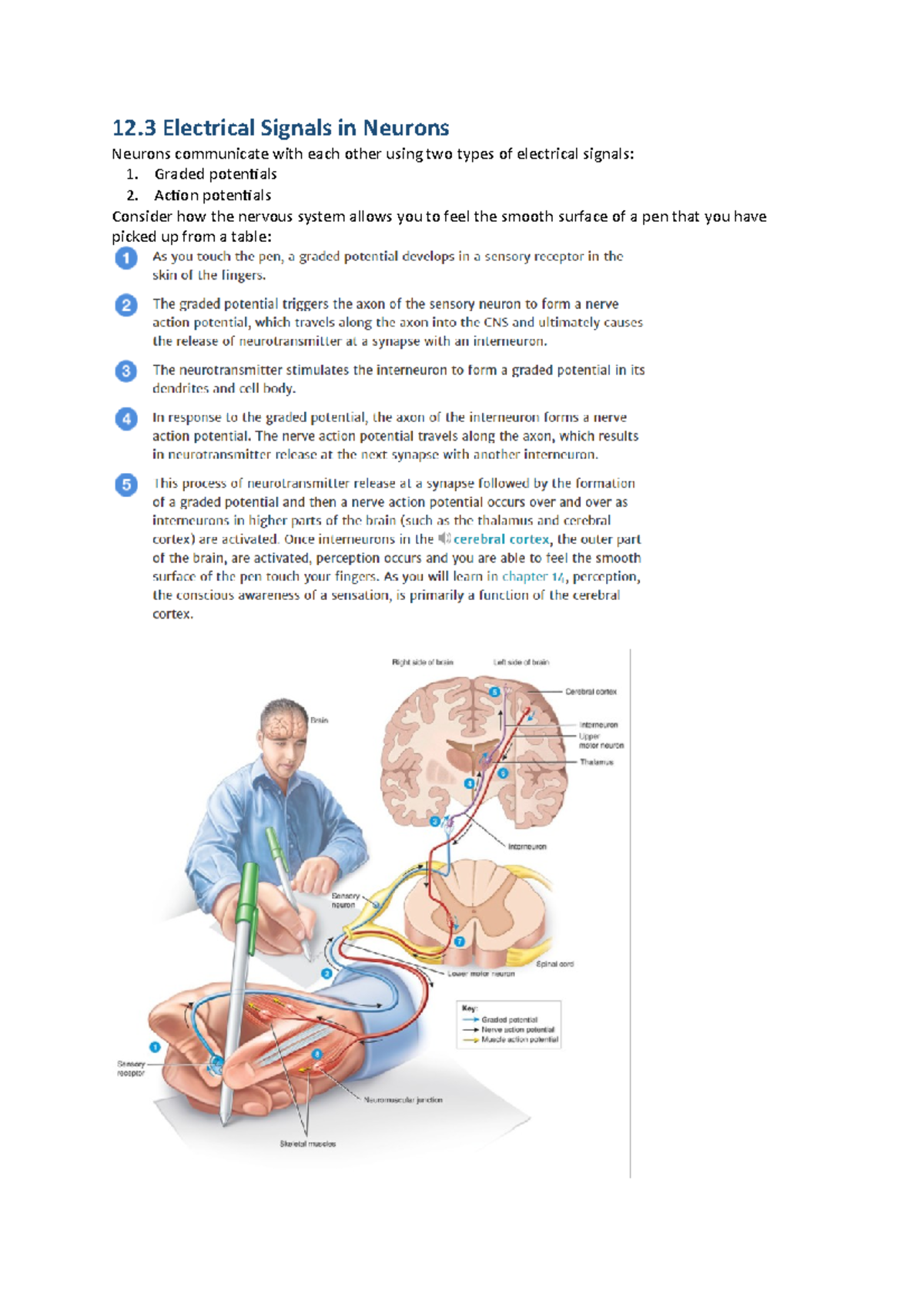 Week-5:6-notes - 12 Electrical Signals in Neurons Neurons communicate ...