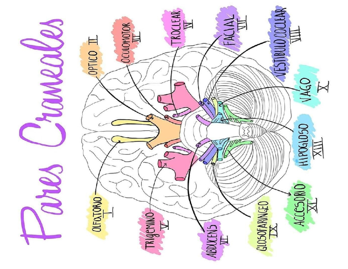Pares craneales - Anatomía - Studocu