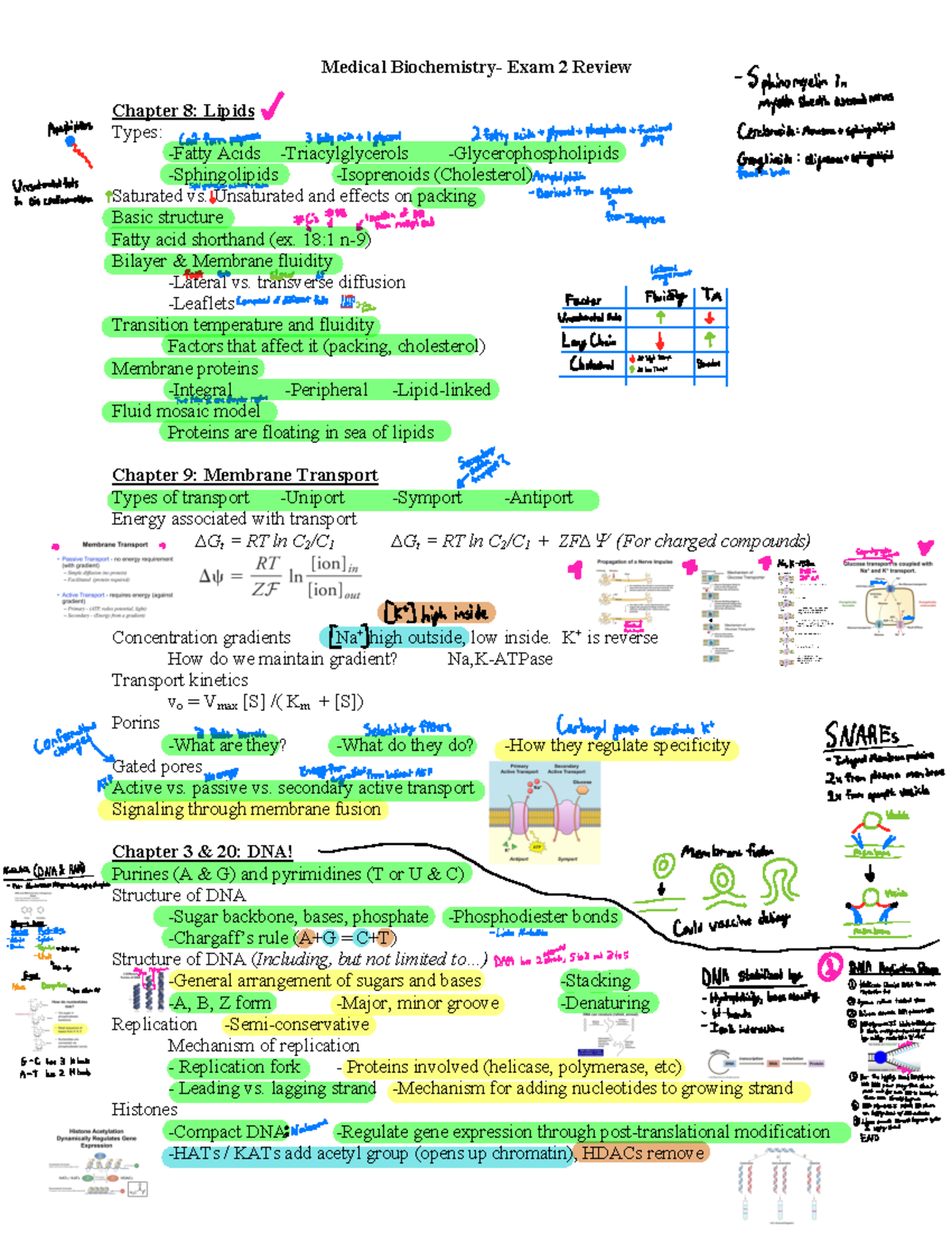 Exam 2 Review - Biochem - Medical Biochemistry- Exam 2 Review Chapter 8 ...