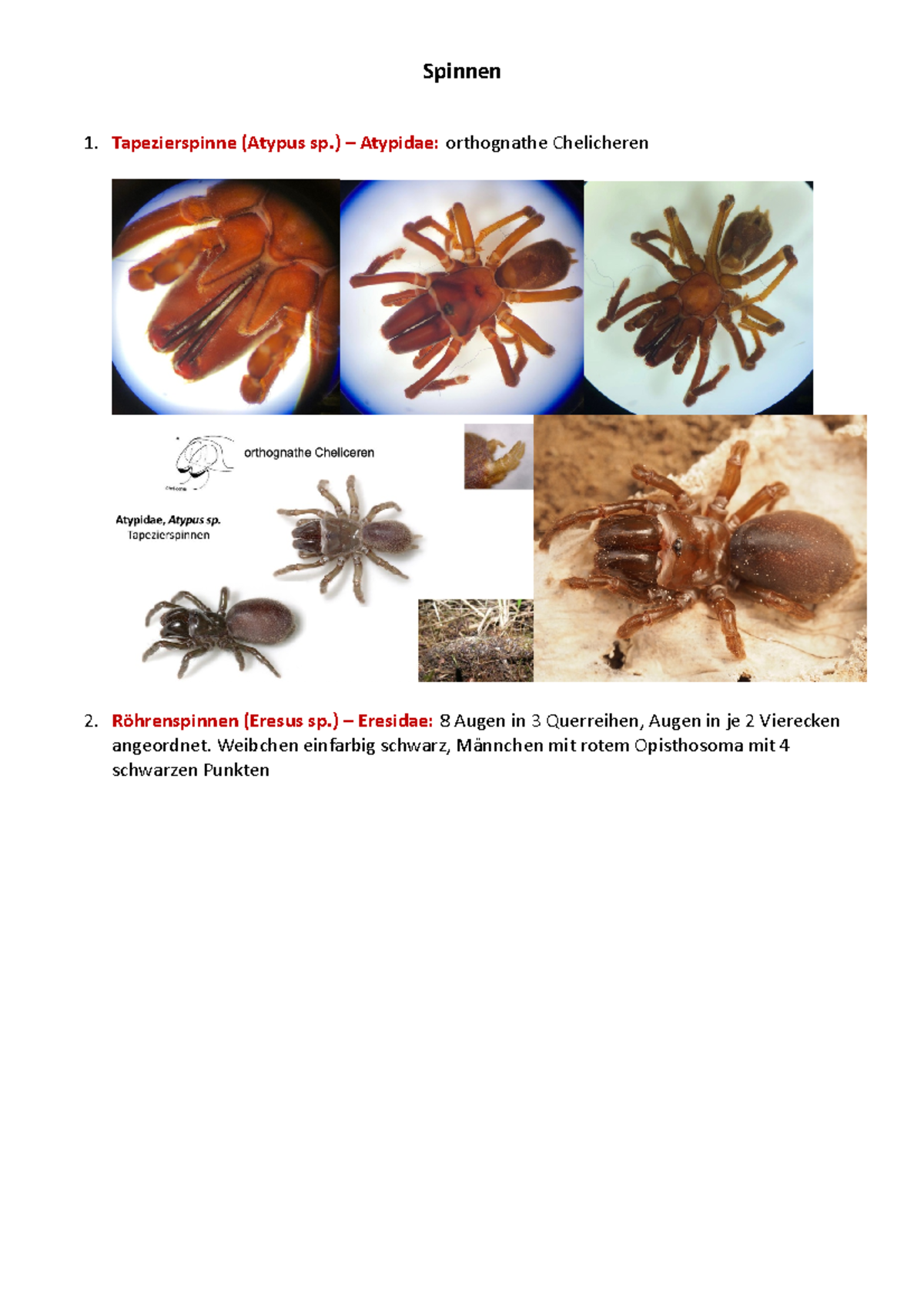 Arachnidenkurs mit Fotos und Bezeichnungen - Spinnen Tapezierspinne ...