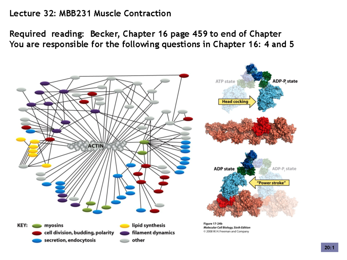 Lect 32 Mbb231 Muscle Contraction - Warning: Error during font loading: XMLHttpRequest is not ...