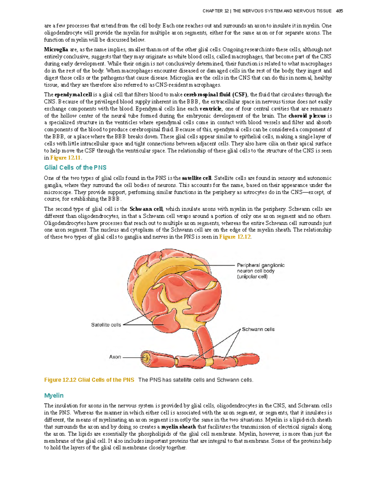 Anatomy-physiology-165 - are a few processes that extend from the cell ...