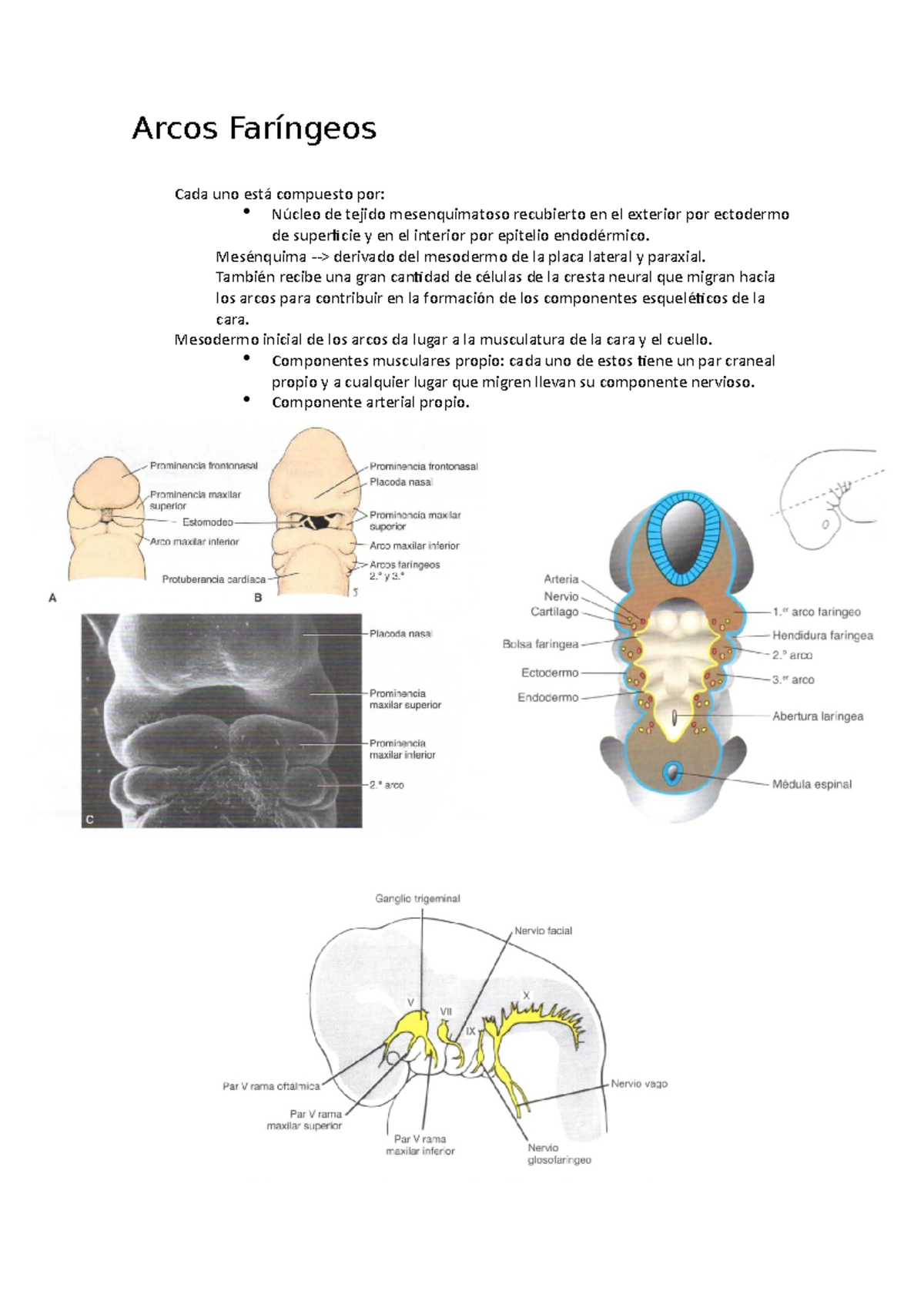Arcos Faríngeos - Langman - Arcos Faríngeos Cada uno está compuesto por ...
