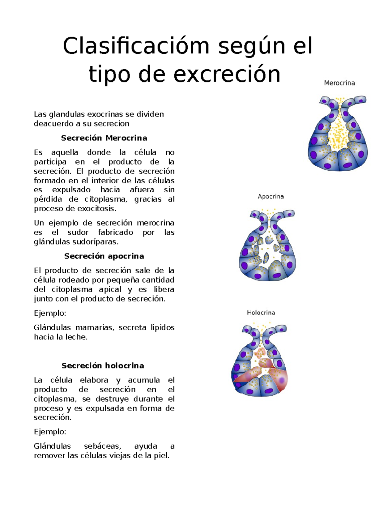 Bioquimica - Clasificación según el tipo de excreción. Las glándulas ...
