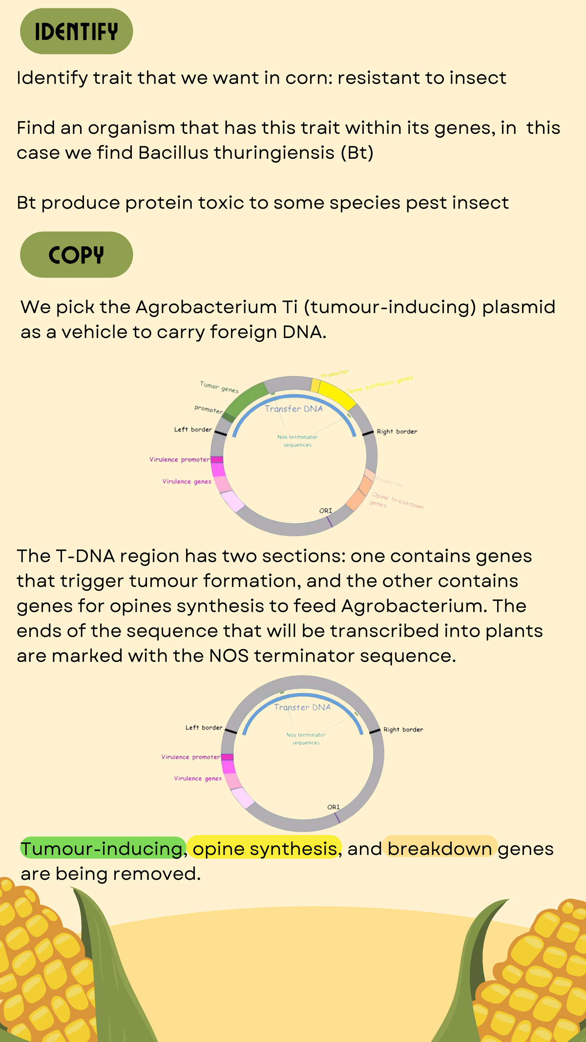 CORN STEP BY STEP FOR GMO - FESTA Identify trait that we want in corn ...