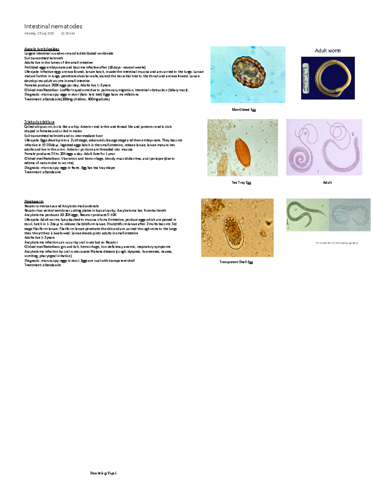 Intestinal Nematodes - Ascaris lumbricoides Largest intestinal ...