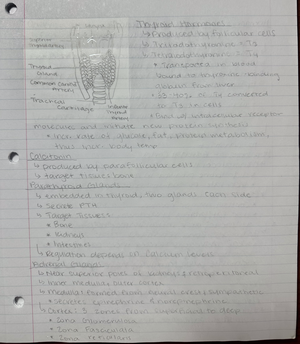 Endocrine System Notes: Hormones - BIOLOGY 329 - Studocu