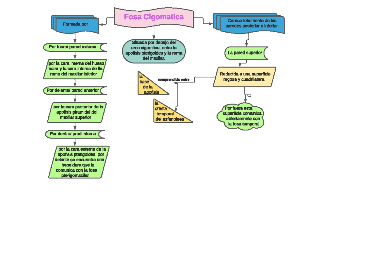 2- Fosas Nasales - RESUMEN - FOSAS NASALES Formadas en el centro de la ...