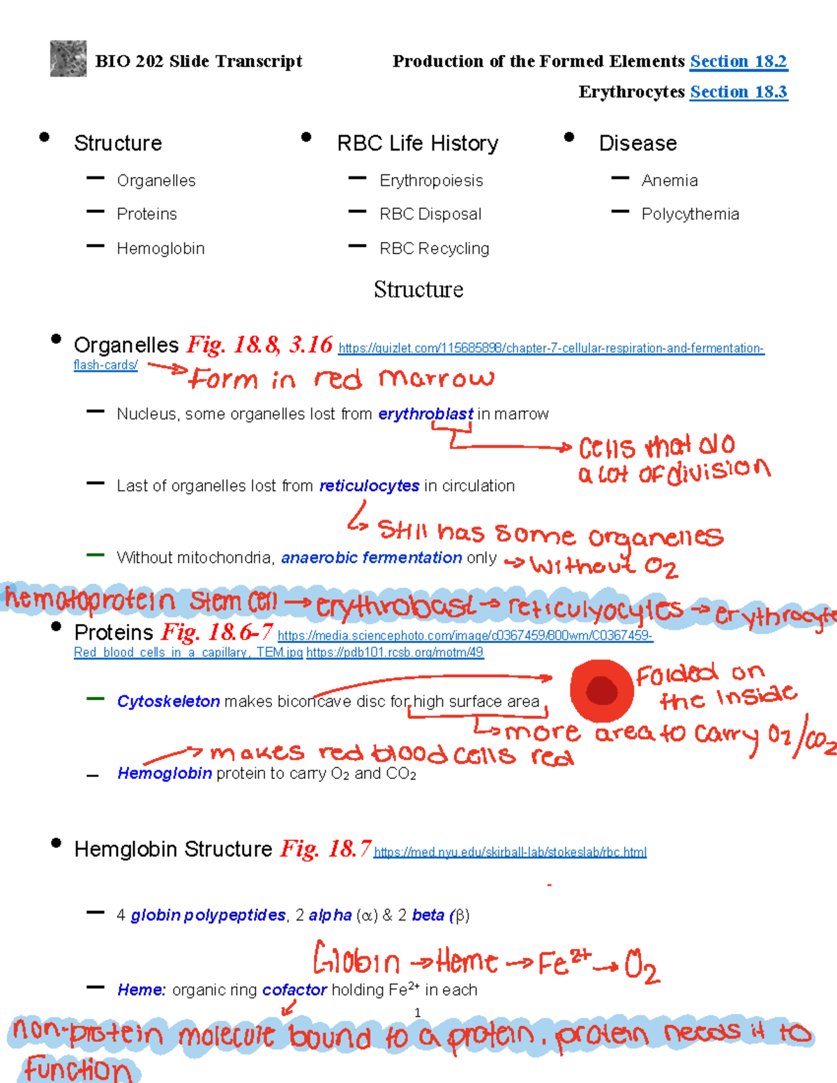 18.2-3 Production Formed Elements Erythrocytes - BIO 202 Slide ...