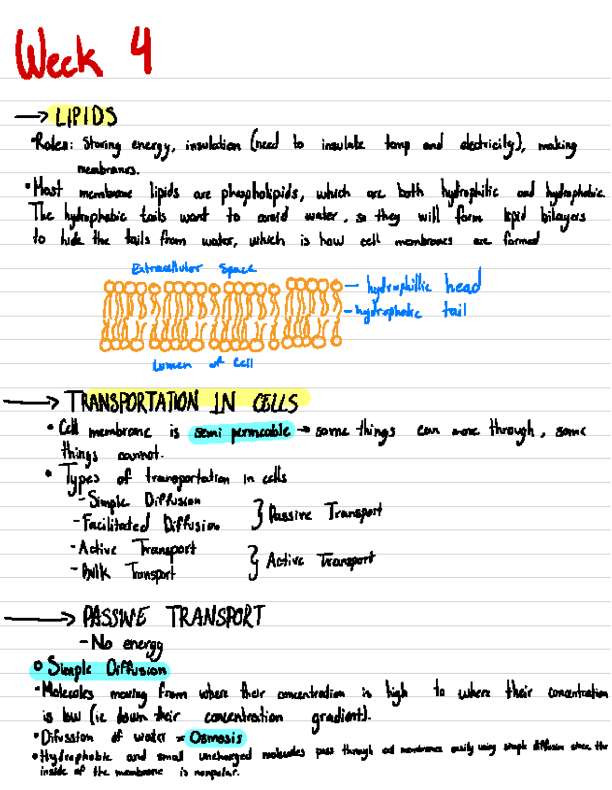 Week 3 - Melinda Owens - Week 4 -> LIPIDS · Roles: storing energy ...