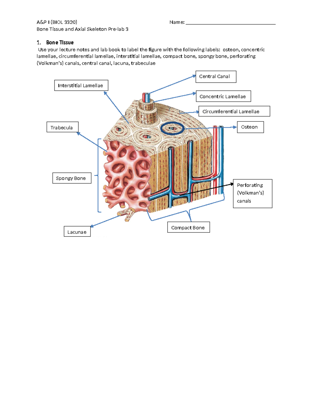 Anatomy - Prelab 3 Bone Tissue and Axial Skeleton - Bone Tissue and ...