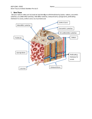 Muscle, origins, insertions, and functions - Muscle – Axial Face and ...