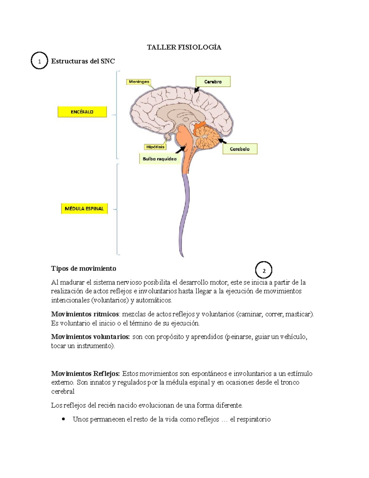 Taller Fisiología - USC - TALLER FISIOLOGÍA Estructuras del SNC Tipos ...
