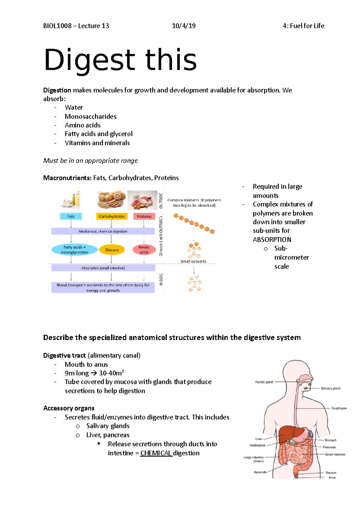 Lecture 13 - Digest this - Digest this Digestion makes molecules for ...