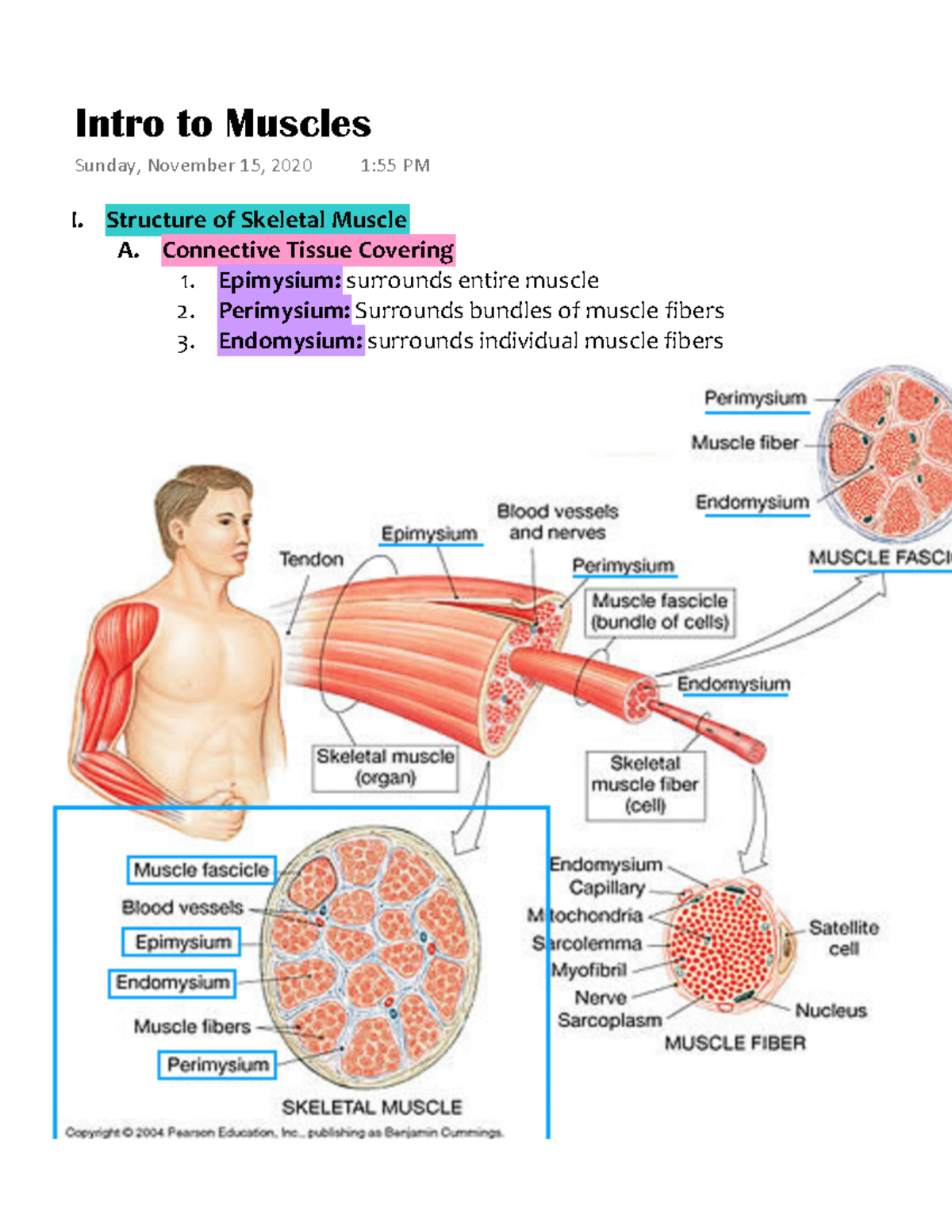 Intro to Muscles - Lecture notes 9 - Structure of Skeletal Muscle ...