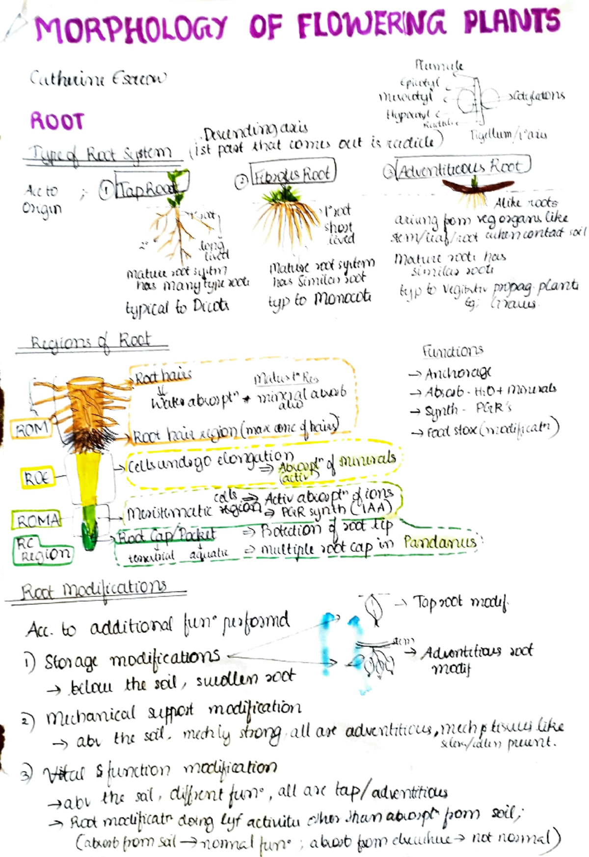 Morphology of flowering plants - MORPHOLOGY OF FLOWERNG PLANTS Cuthutin ...
