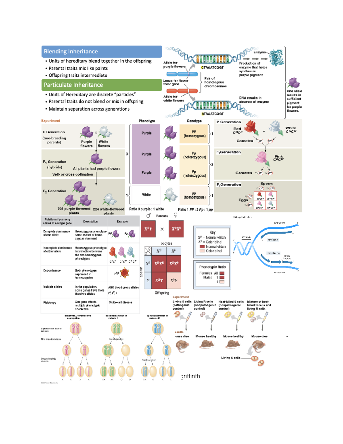 Exam 4 bio 2 - exam study guide - griffinth Mendel’s “particulate ...