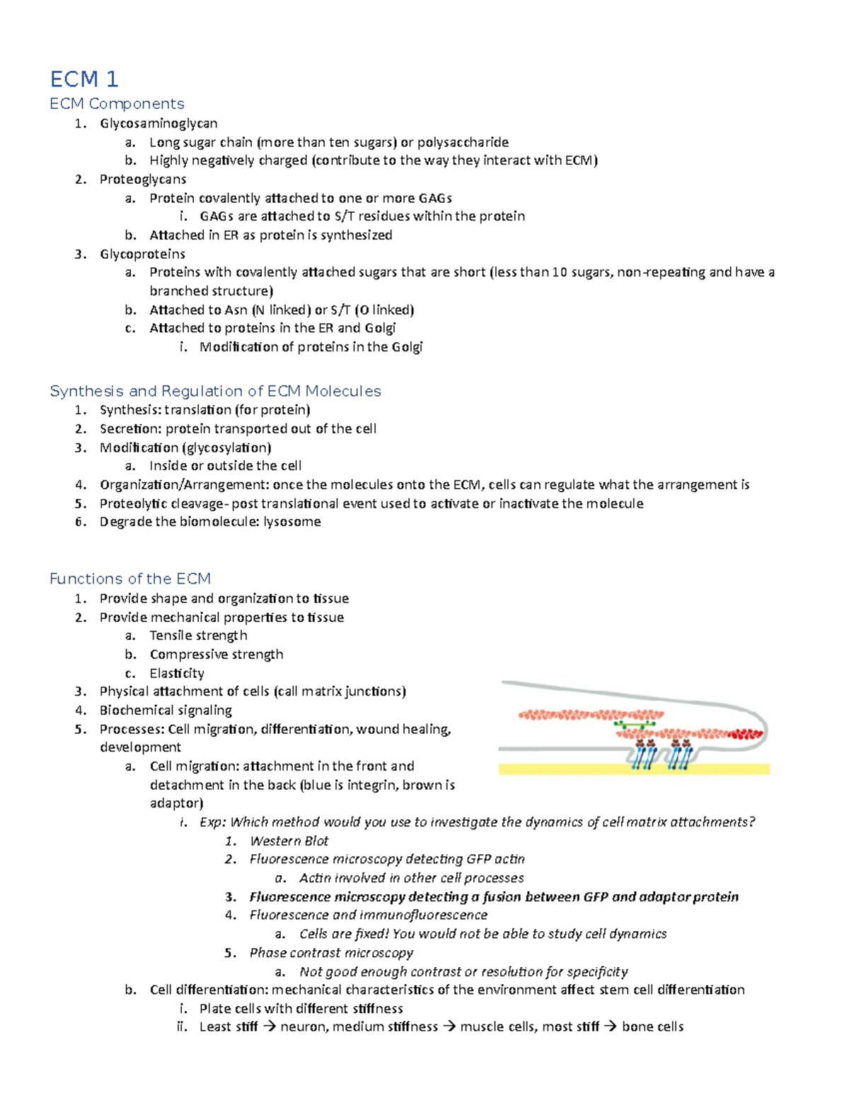 ECM and Nucleus - Lecture notes 11-21 - ECM 1 ECM Components 1 ...